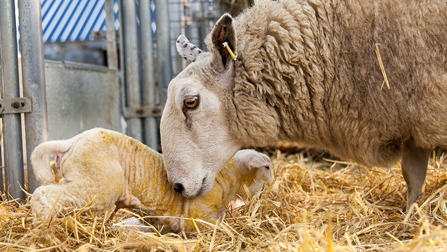 CS Udder Care Geiten / Schapen – Comfort Solutions