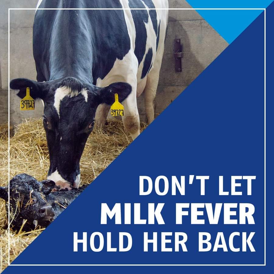 Fresh Cow CAL Boost Drench – Comfort Solutions