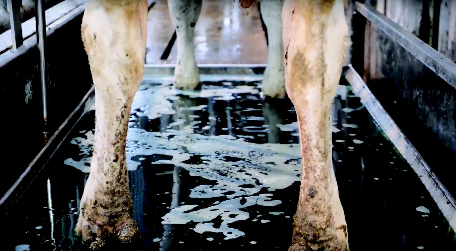 Claw care – Comfort Solutions